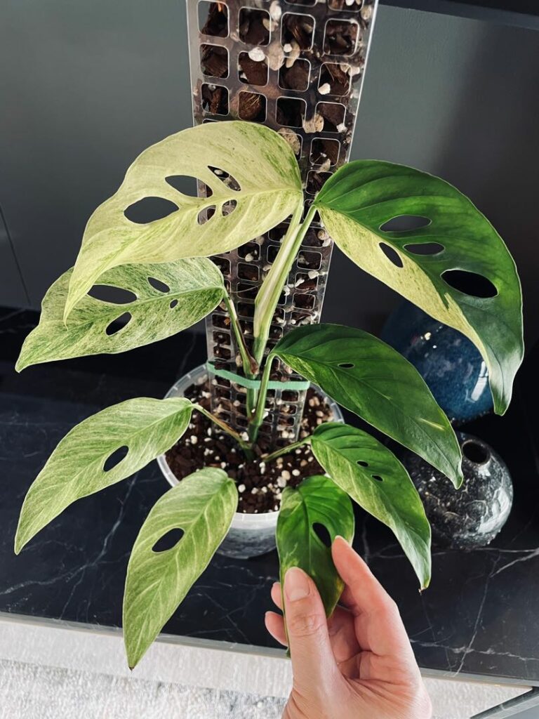 Unlock the Secrets of Monstera Lanianta Variegated: A Rare Beauty!