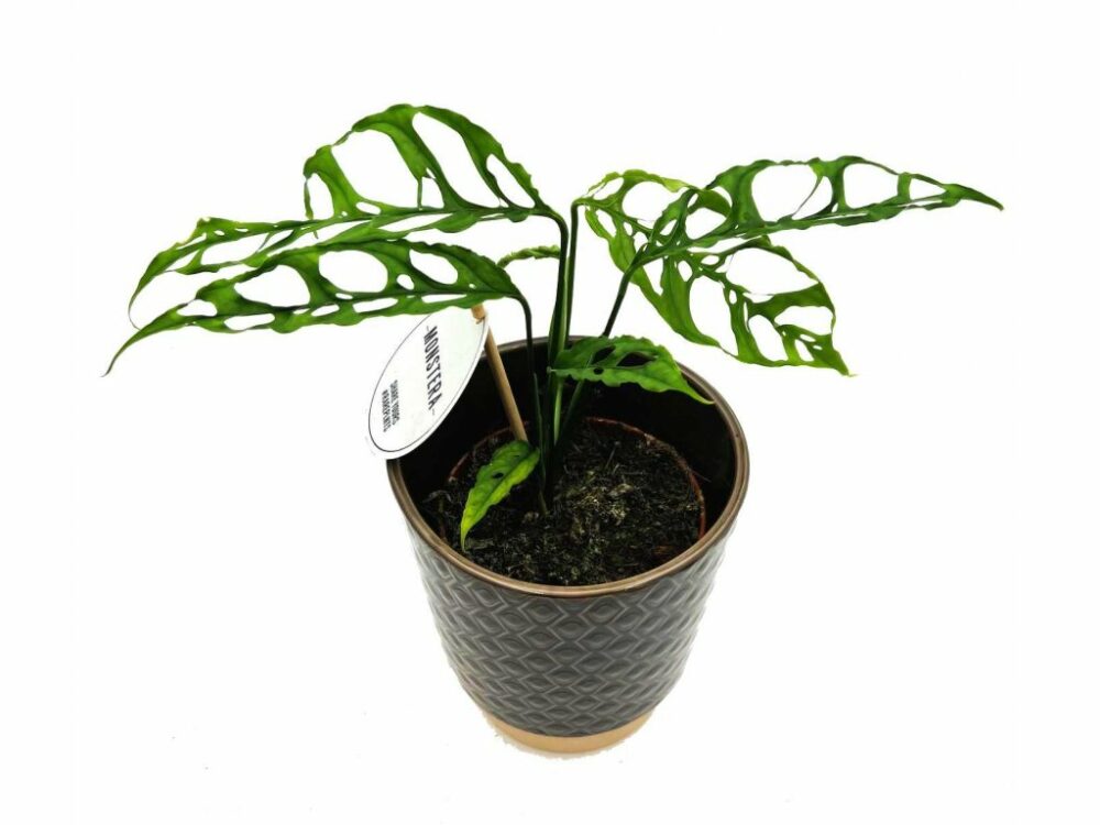 5 Secrets of the Rare Monstera Obliqua Peru: Elevate Your Plant Game