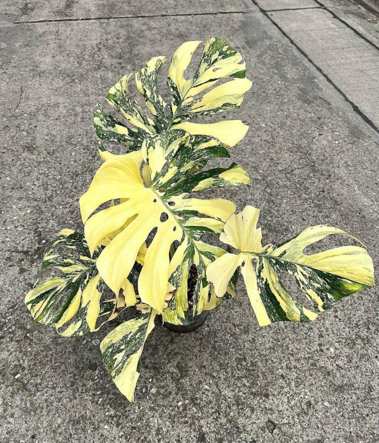 Monstera Albo vs Thai Constellation: 4 Differences to Know!