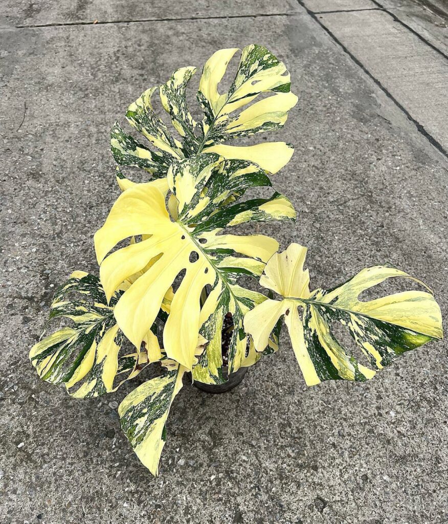 Monstera Albo vs Thai Constellation: 4 Differences to Know!
