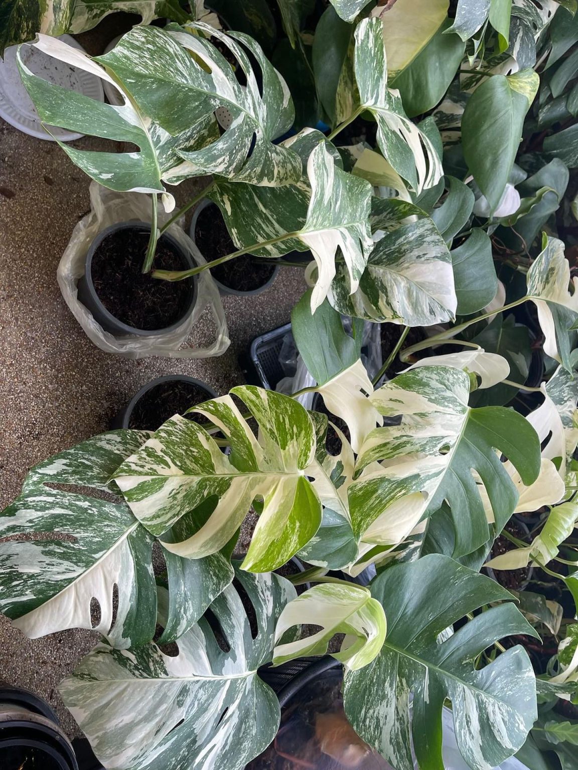 10 Monstera Deliciosa Borsigiana Albo Variegata (3-4 Leaves) | Greenboog