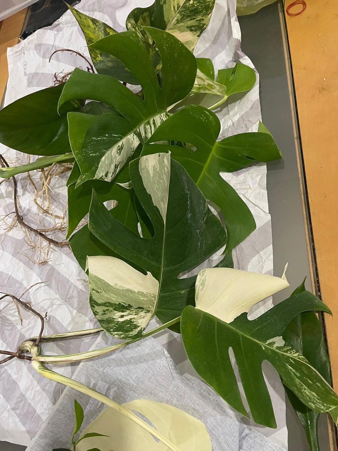 10 Monstera Deliciosa Borsigiana Albo Variegata (3-4 Leaves) | Greenboog