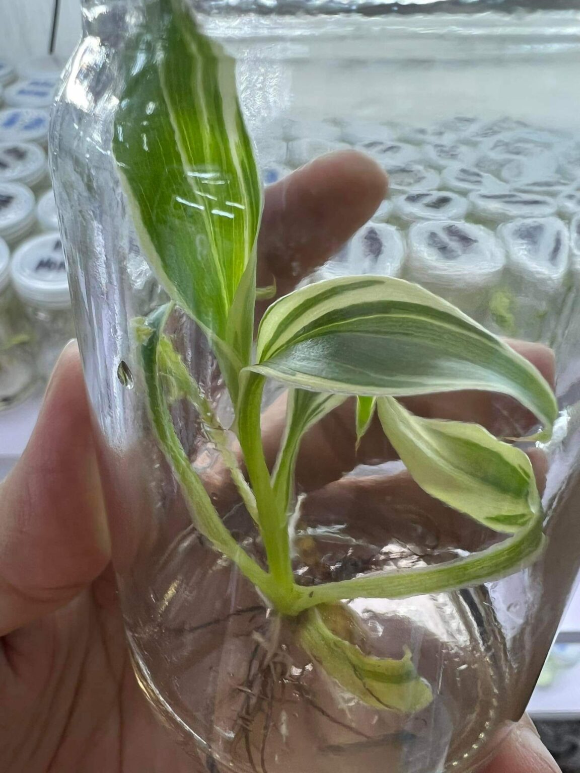 Tissue Culture Musa Nono Pink Variegated Banana | Rare Banana Variety