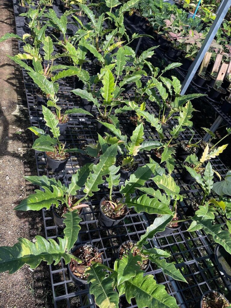 3 x Philodendron Ring Of Fire Variegated For sale Shop now!
