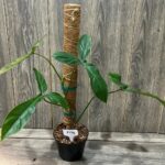 Philodendron 69686 Care - Expert Tips for a Thriving Plant - Bot Garden