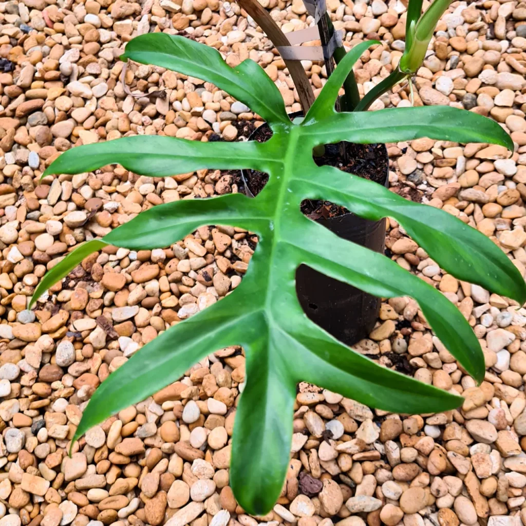 Philodendron Distantilobum: The Exotic Plant with Unique Spiky Foliage
