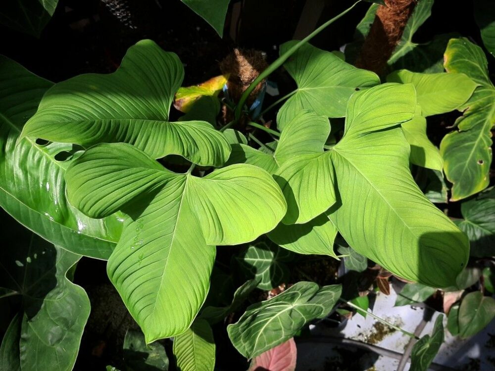 Philodendron Fibraecataphyllum: The Ultimate Care Guide