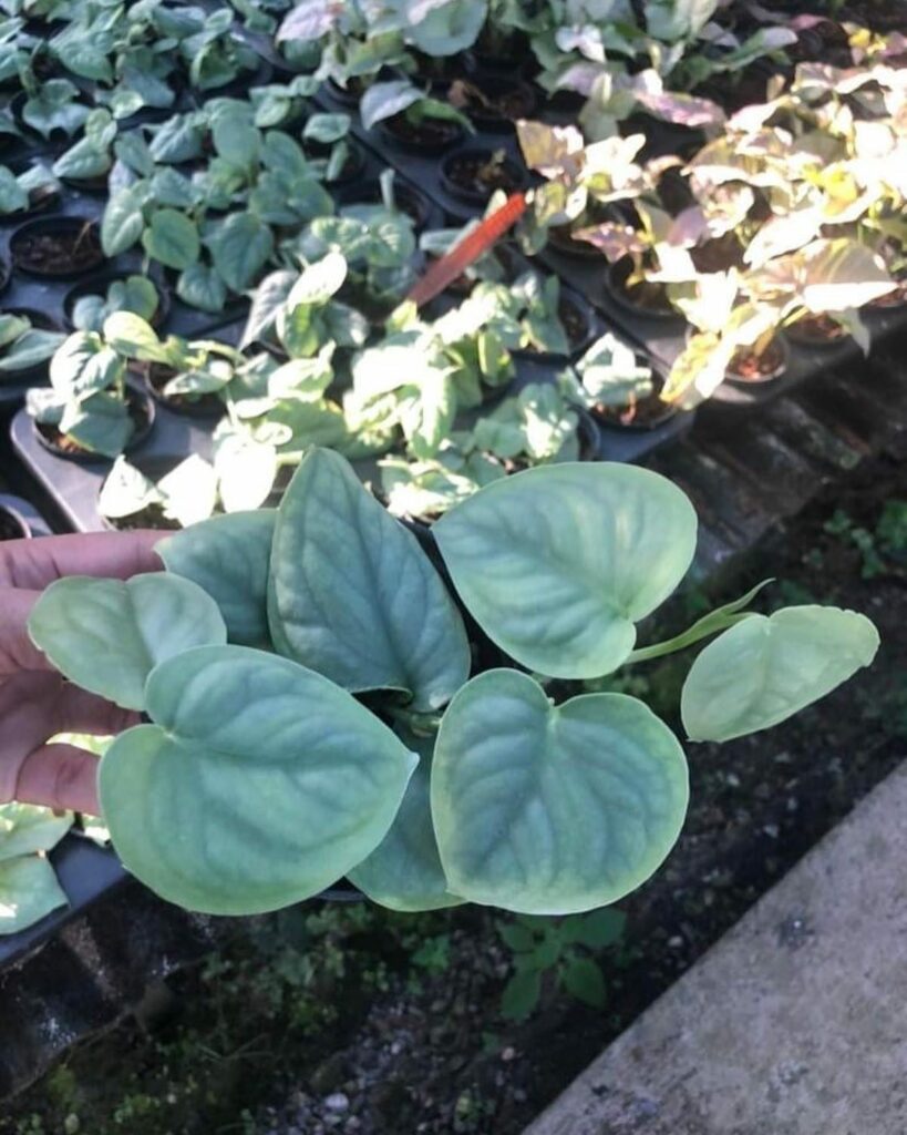 Buy Scindapsus Lucens 4" Pot from Thailand Priced from Only $43