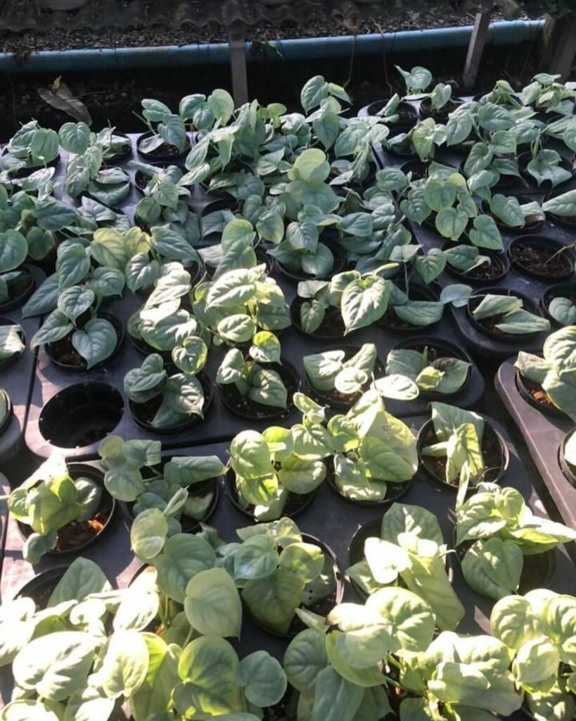 Buy Scindapsus Lucens 4" Pot from Thailand Priced from Only $43