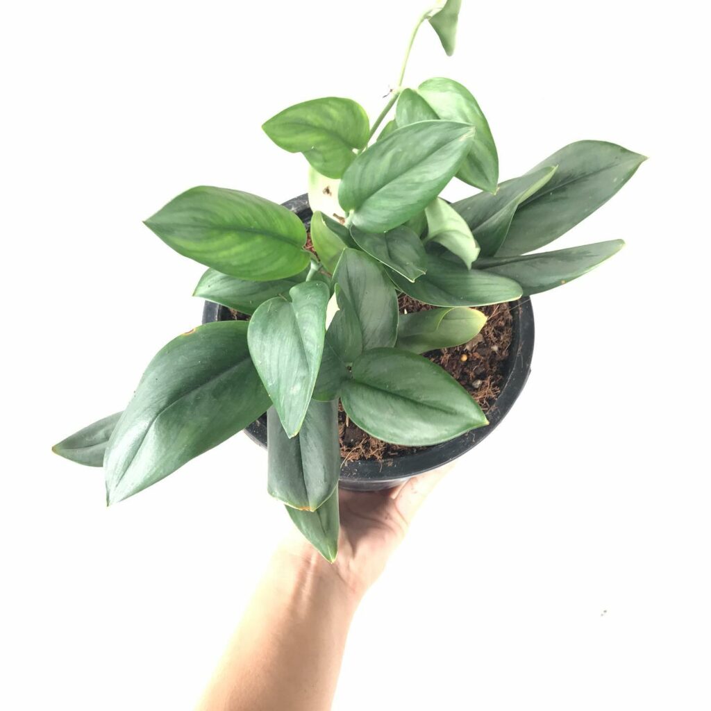 Scindapsus Treubii Moonlight For Sale - New Price 2023 - Shop Now!