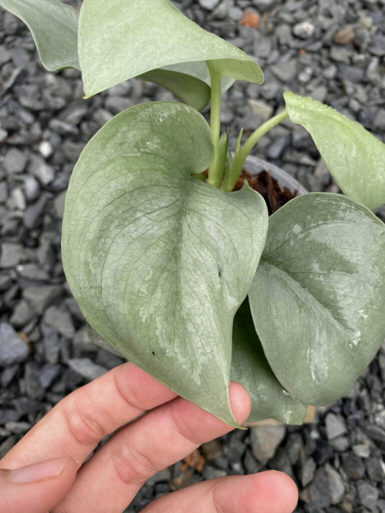 6 Fascinating Facts About Scindapsus Pictus Silver Hero