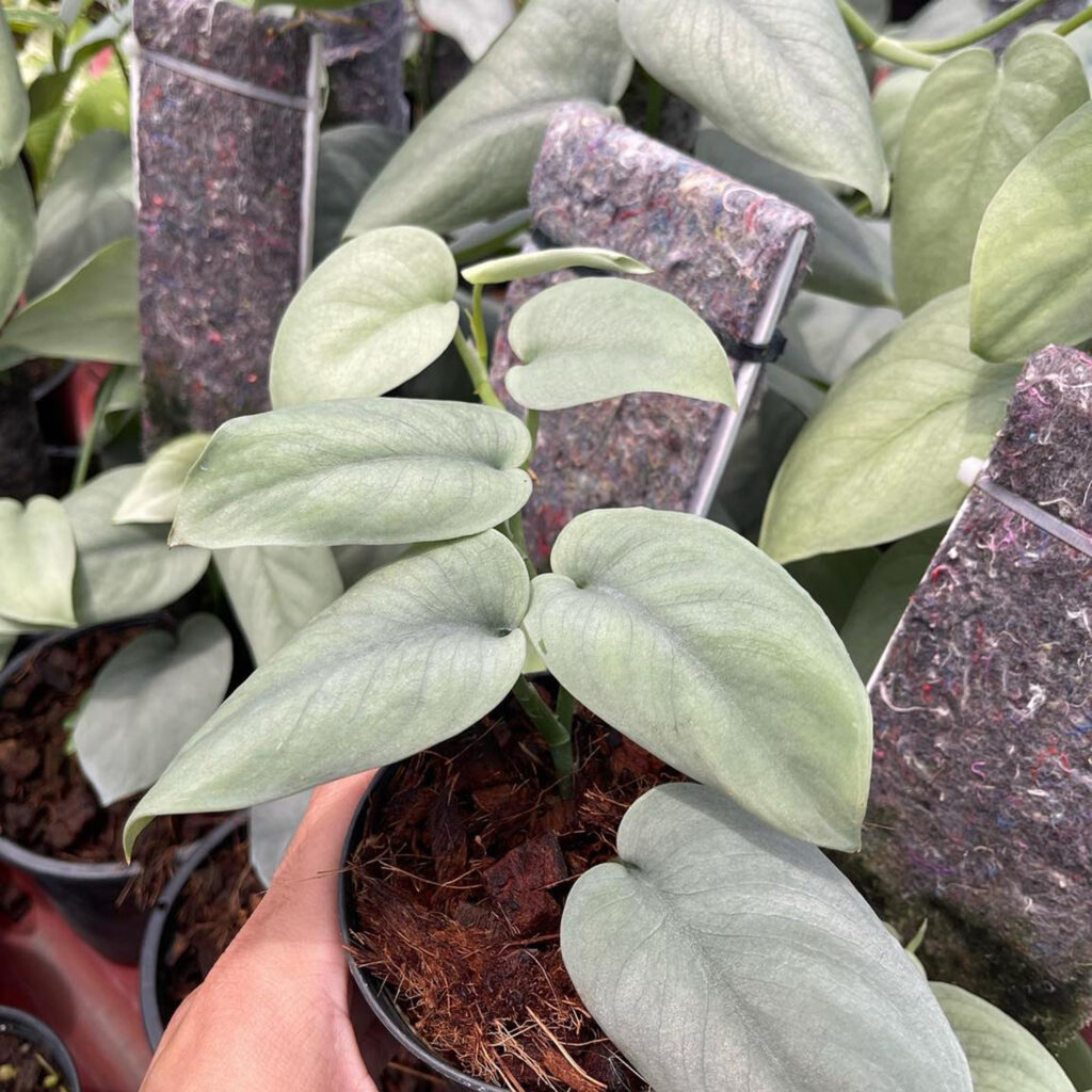 5 Fascinating Facts About Scindapsus Platinum