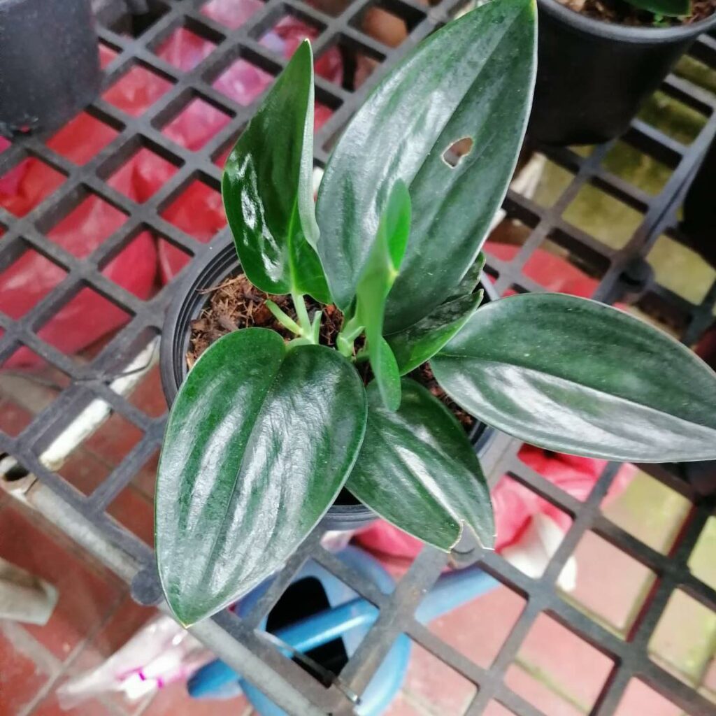 Scindapsus 101: A Beginner's Guide to Understanding and Growing