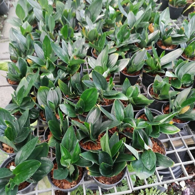 Care for Scindapsus Treubii Dark Form at home in 5 simple steps