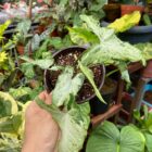 Nurturing Your Syngonium Starlite Variegated: A How-To Guide