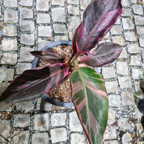 Tissue Culture Musa Nono Pink Variegated Banana | Rare Banana Variety