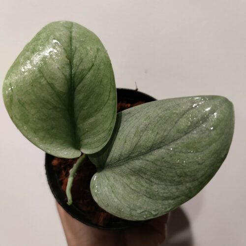 Thailand's Scindapsus Pictus Silver Hero 6" - Promotional Price Now