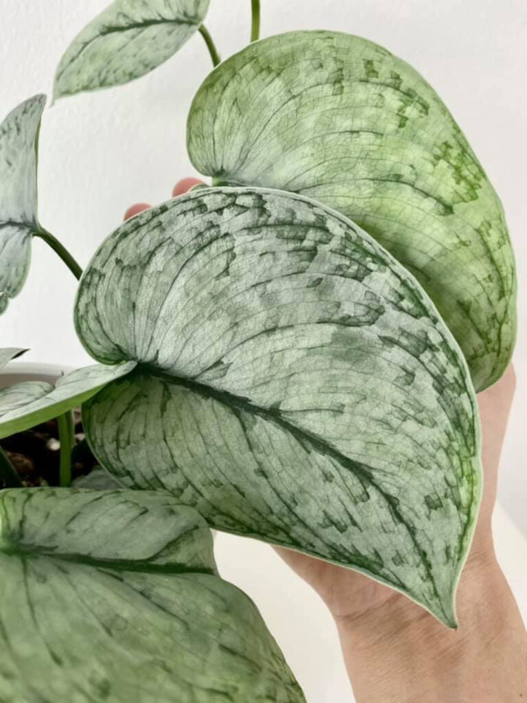 Promotional Deal for Scindapsus Silver Cloud 4″ Pot from Thailand