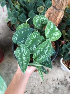 Unlock the Beauty of Scindapsus Silver Swan in 5 Easy Steps!