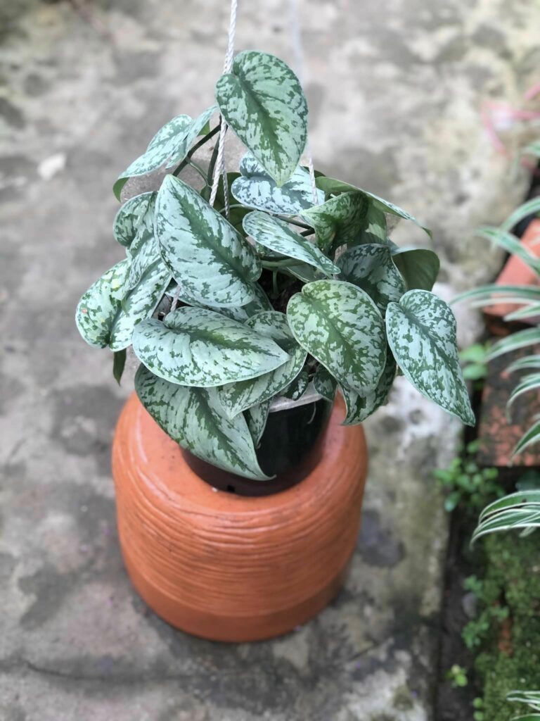 How to Grow Scindapsus exotica in 5 Easy Steps