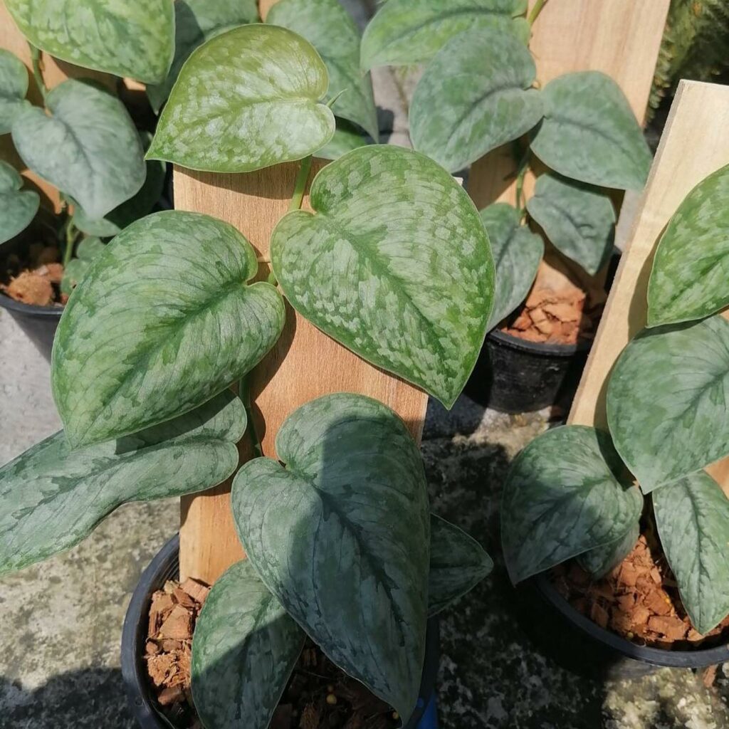 Preferential Prices from Thailand: Scindapsus Pictus Silver Splash 4″ Pot