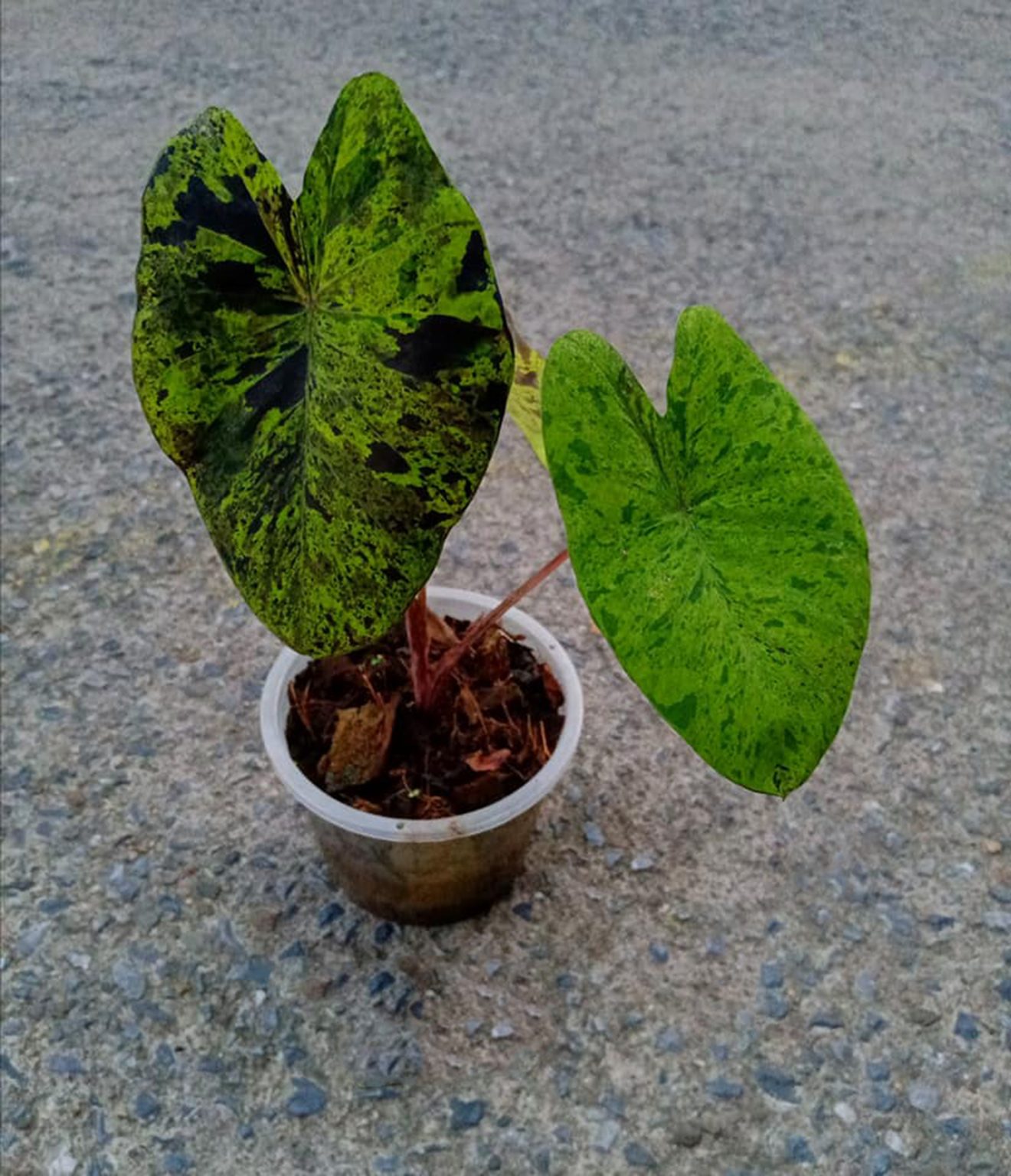 Discounted Tissue Culture Colocasia Mojito Variegated, Thailand Exclusive