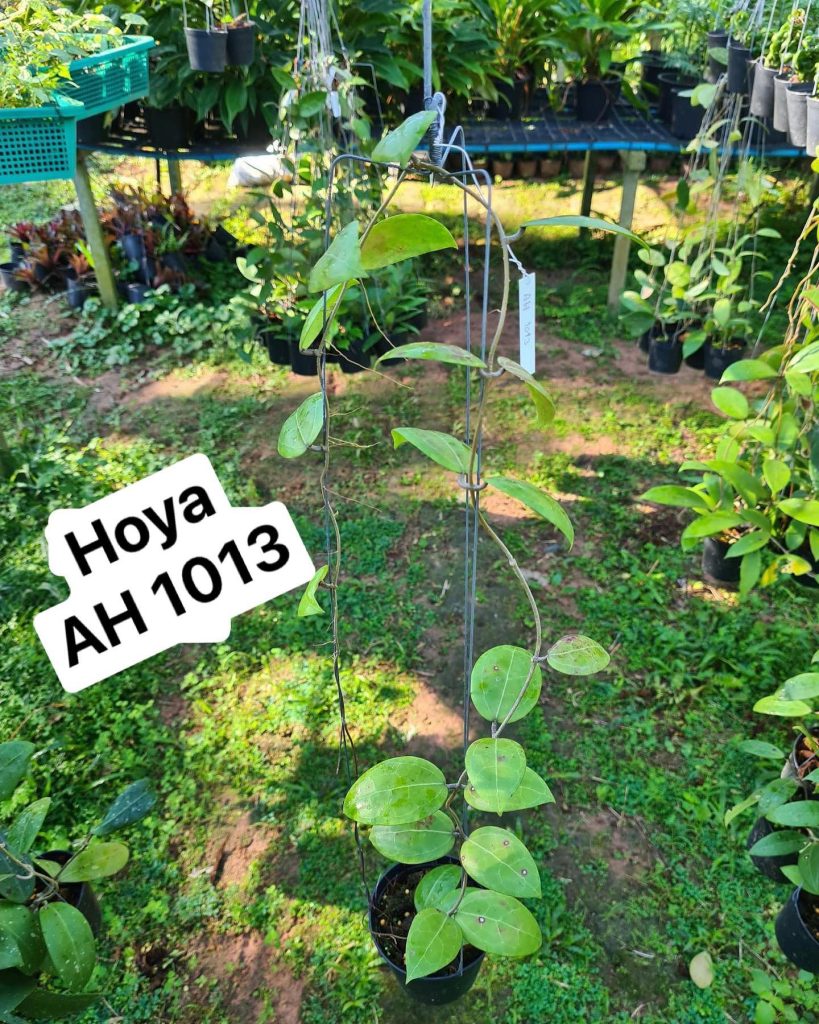Buy Hoya AH 1013 - 1" Pot | Greenboog's Hoya Rooted Cuttings Collection