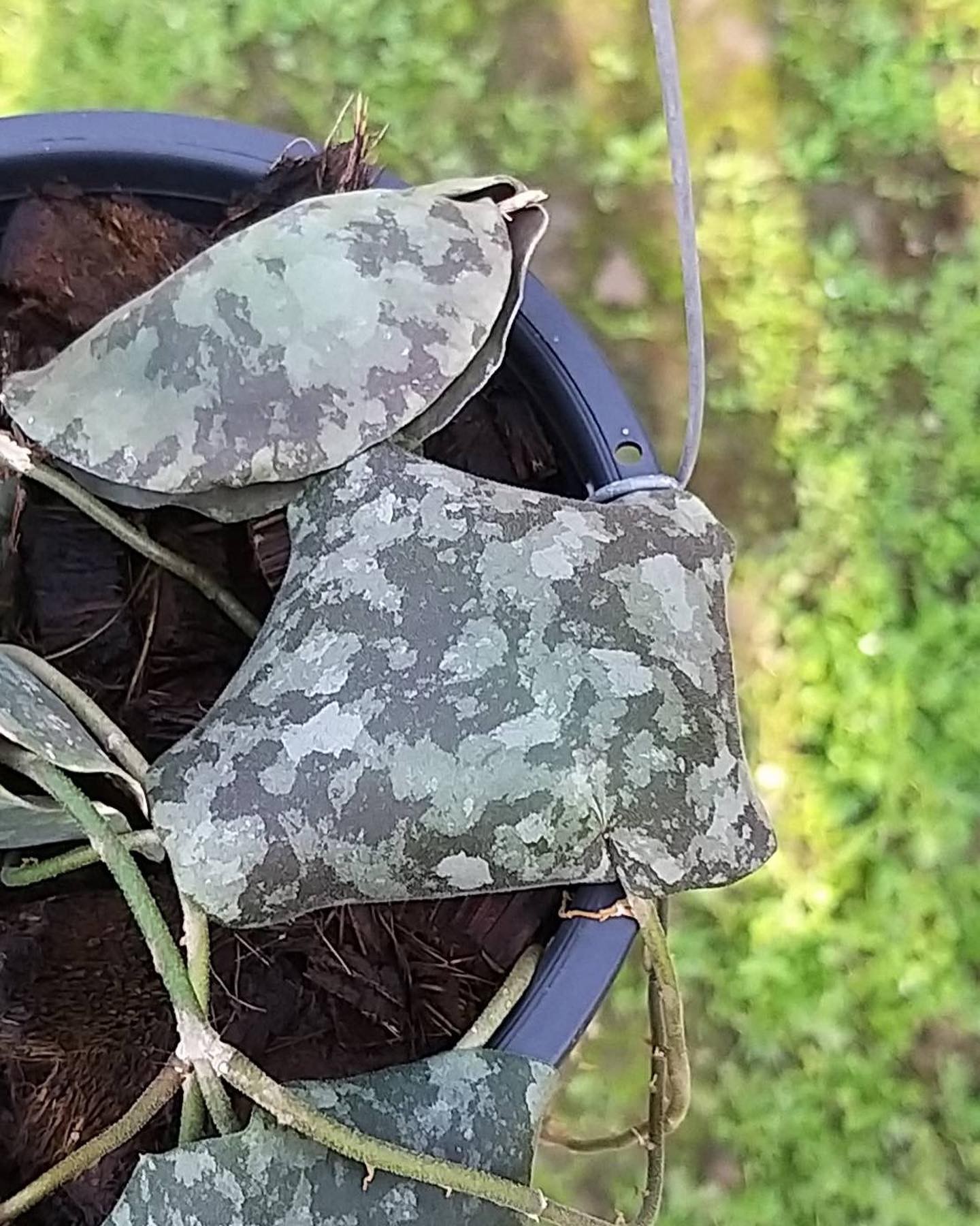 Bring Nature Indoors with Hoya Imbricata Maxima | Transform Your Space