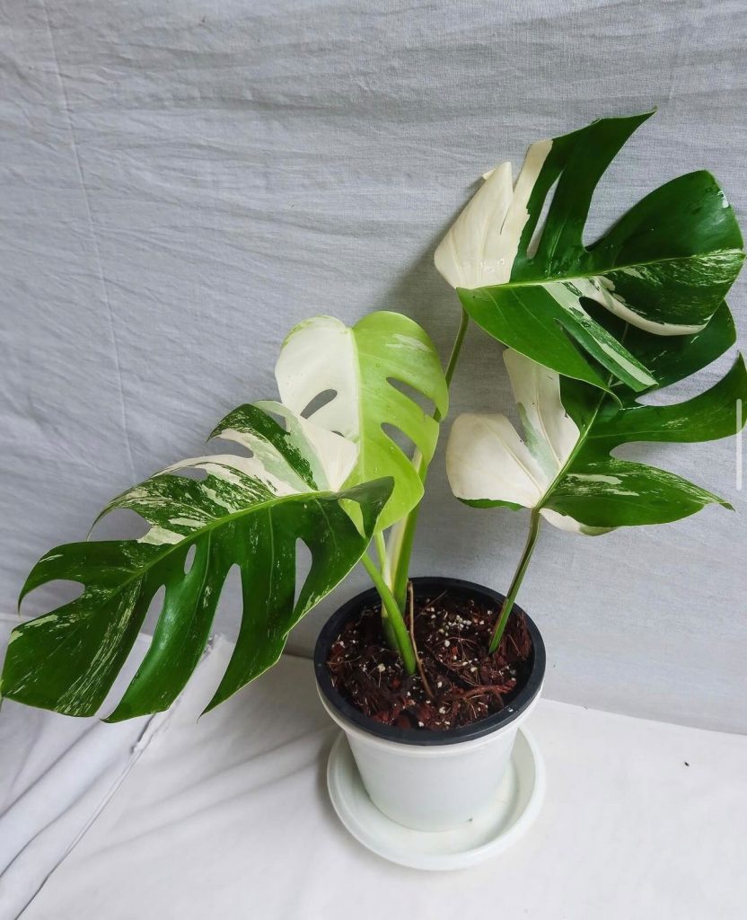5 Reasons to Buy Monstera Albo Variegata Now!
