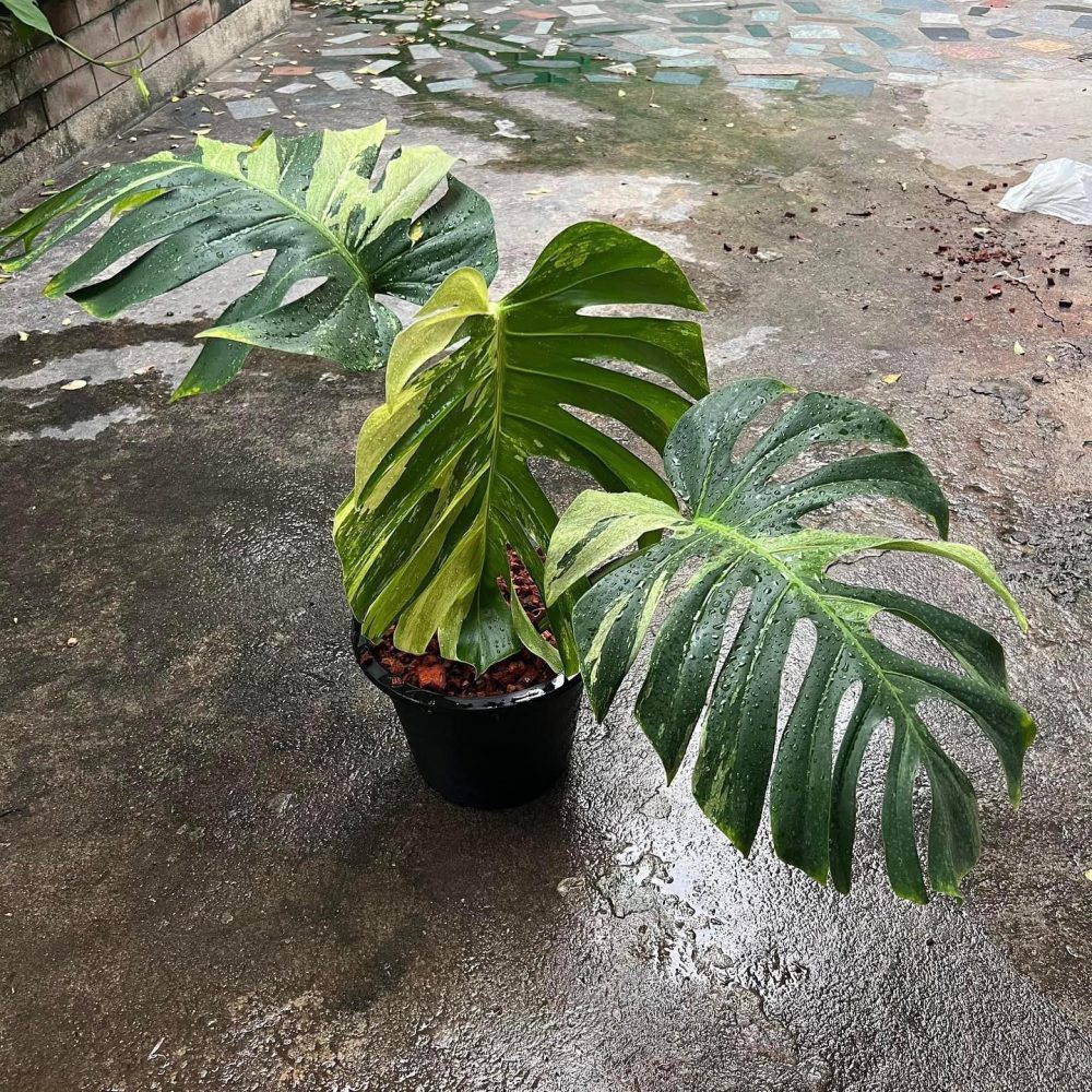 Discover the Monstera Mint Variegata: A Plant Lover's Gem