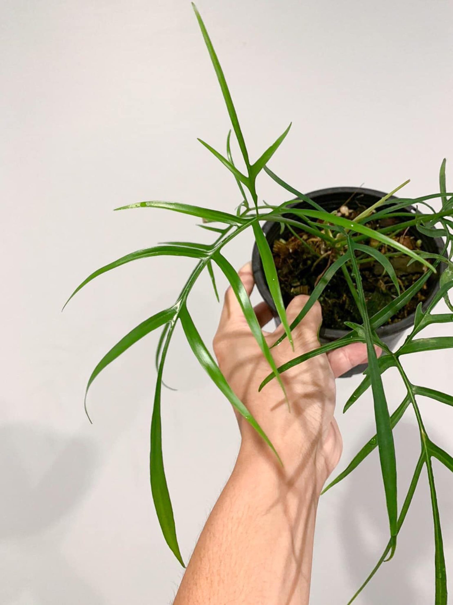Tissue Culture Philodendron Polypodioides | Rare Houseplant | Greenboog