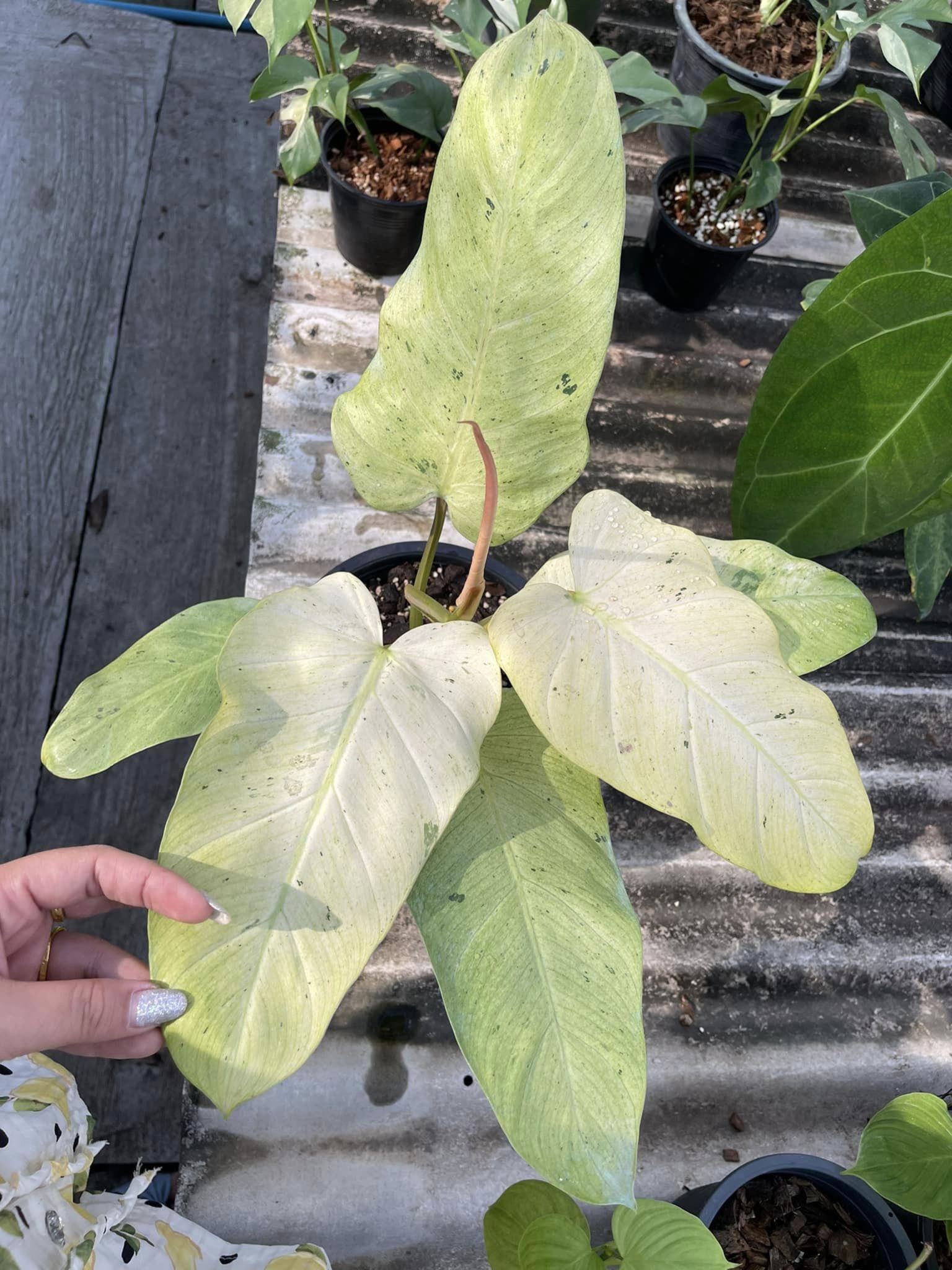 The Rarest Plants in the World 2023 Philodendrons and Monsteras