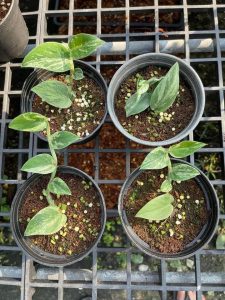 5 Secrets to Thriving Rhaphidophora Hongkongenis Plants!