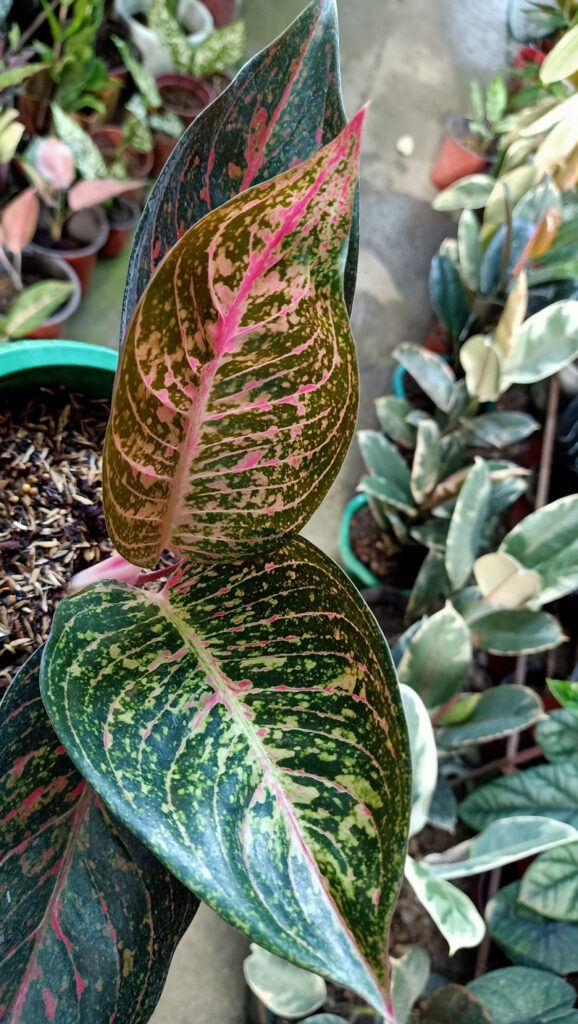 Bulk Tissue Culture Aglaonema Tiara (Pink Panther) 10 Plants | Greenboog