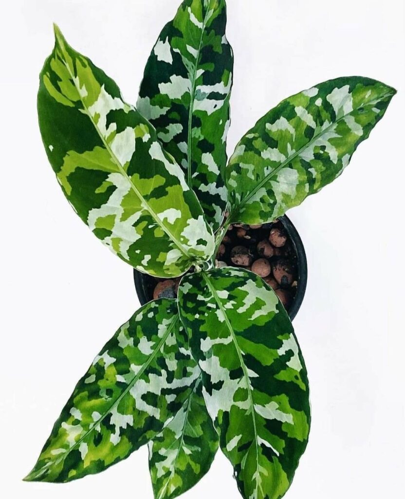 Bulk Tissue Culture Aglaonema Pictum Tricolor | 10 Plants | Greenboog