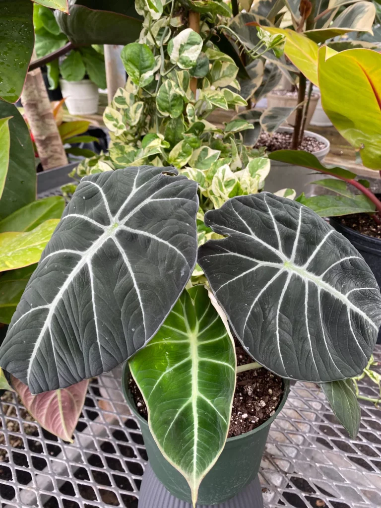 Alocasia 'Black Velvet': Growing the Velvet Touch in Your Home