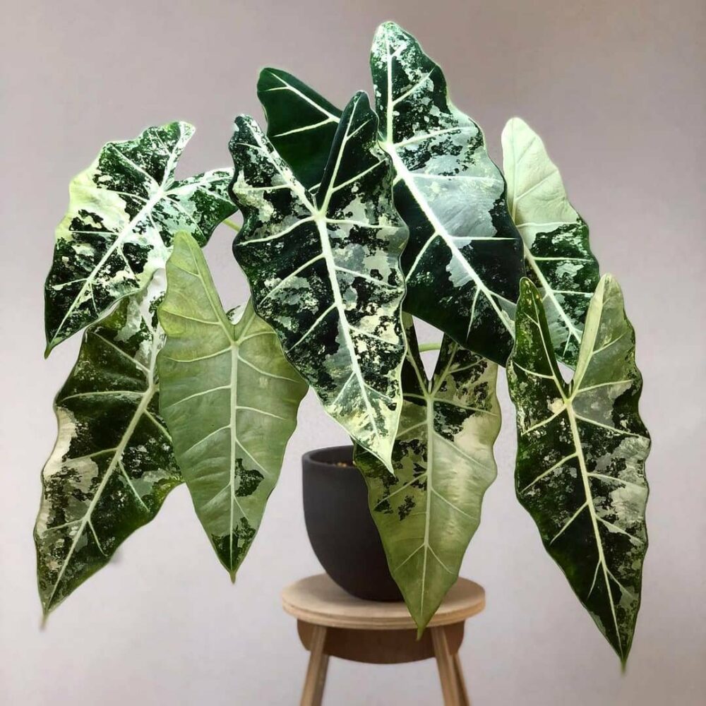 Alocasia Frydek Variegated: A Full Care & History Guide