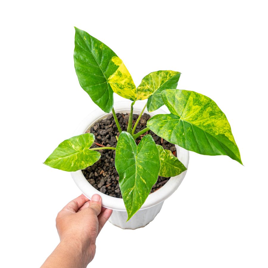 Mastering Alocasia Gigantea Aurea Variegated: Tips & Care Guide