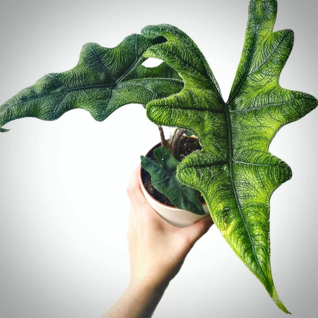 Growing Alocasia Jacklyn at Home: A Comprehensive Guide
