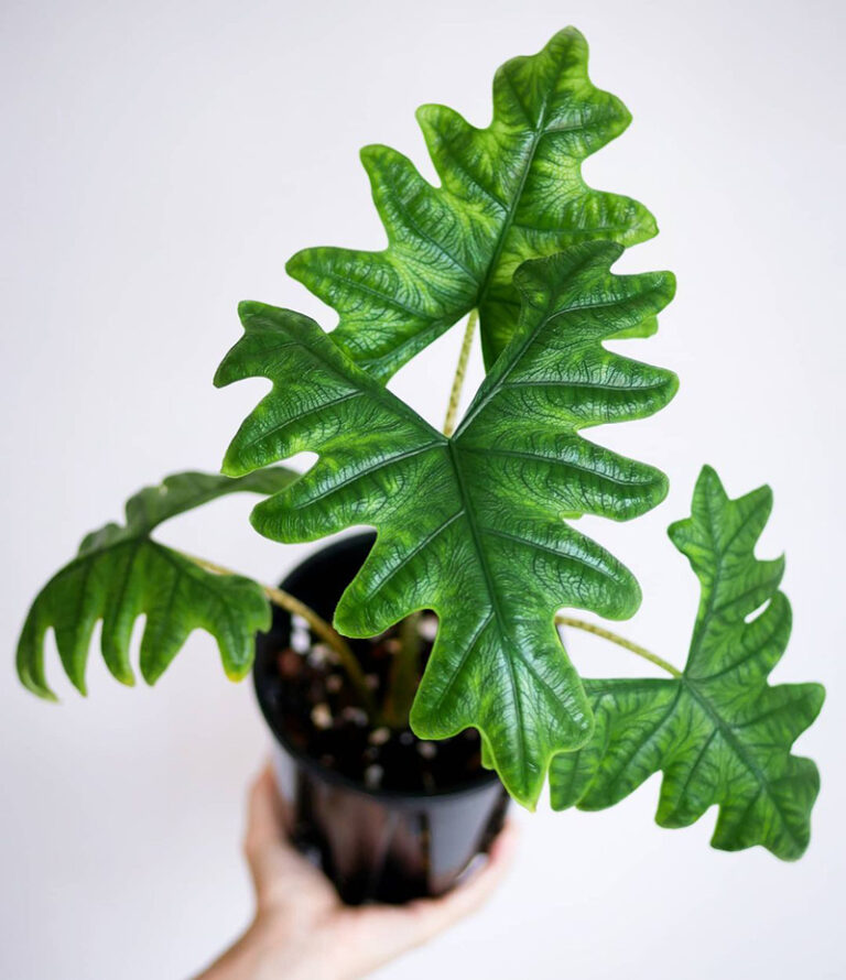 5 Secrets to Growing Alocasia Jacklyn: Velvety Leaves & Care Tips!