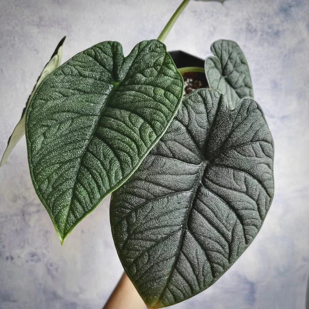 Mastering Alocasia Melo Care: The Ultimate Indoor Plant Guide