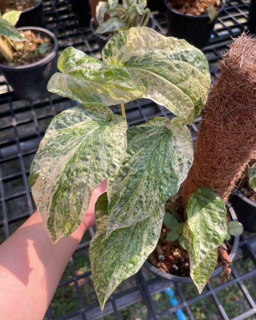 Amydrium Variegated (5" Pot) | Rare Aroid | Greenboog
