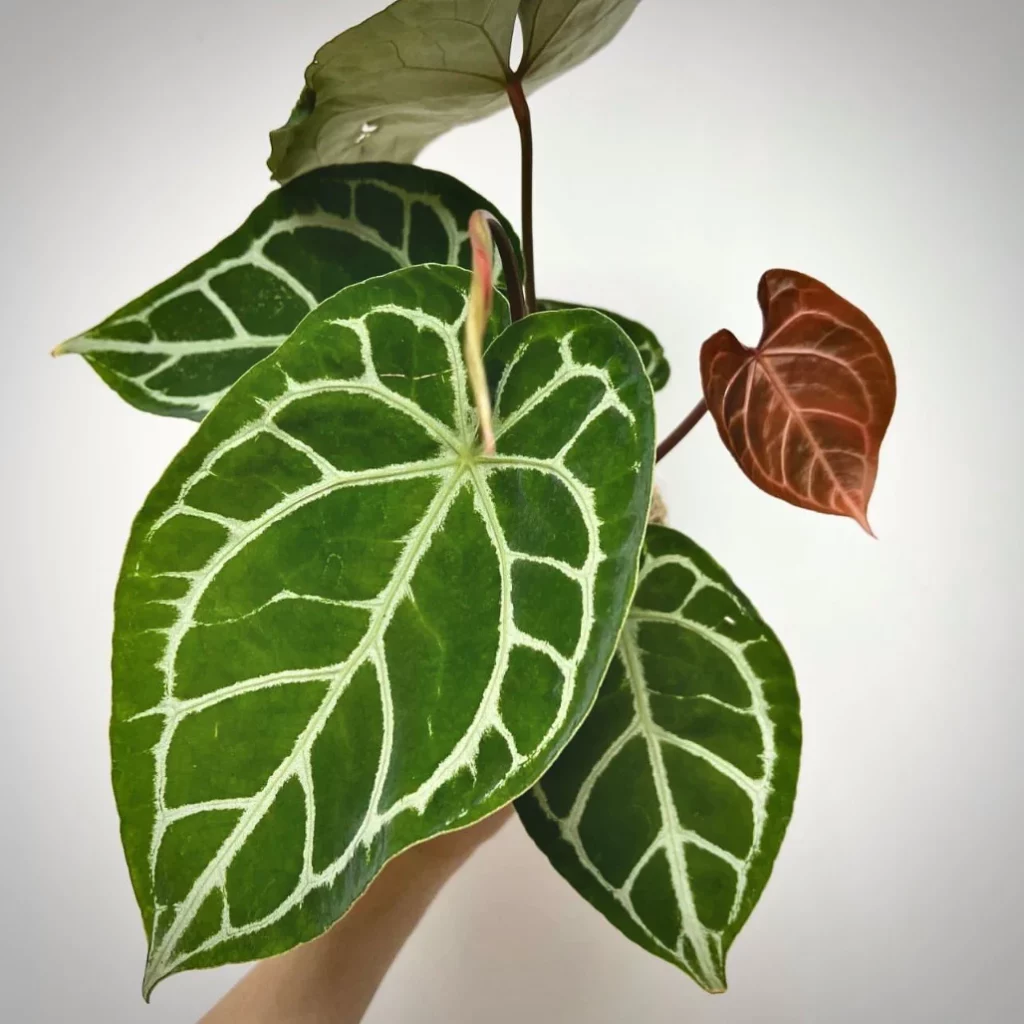 Anthurium Crystalinum: How to Grow and Care for this Tropical Beauty
