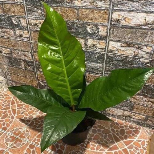 Bulk Tissue Culture Anthurium Renaissance | 10 Plants | Greenboog
