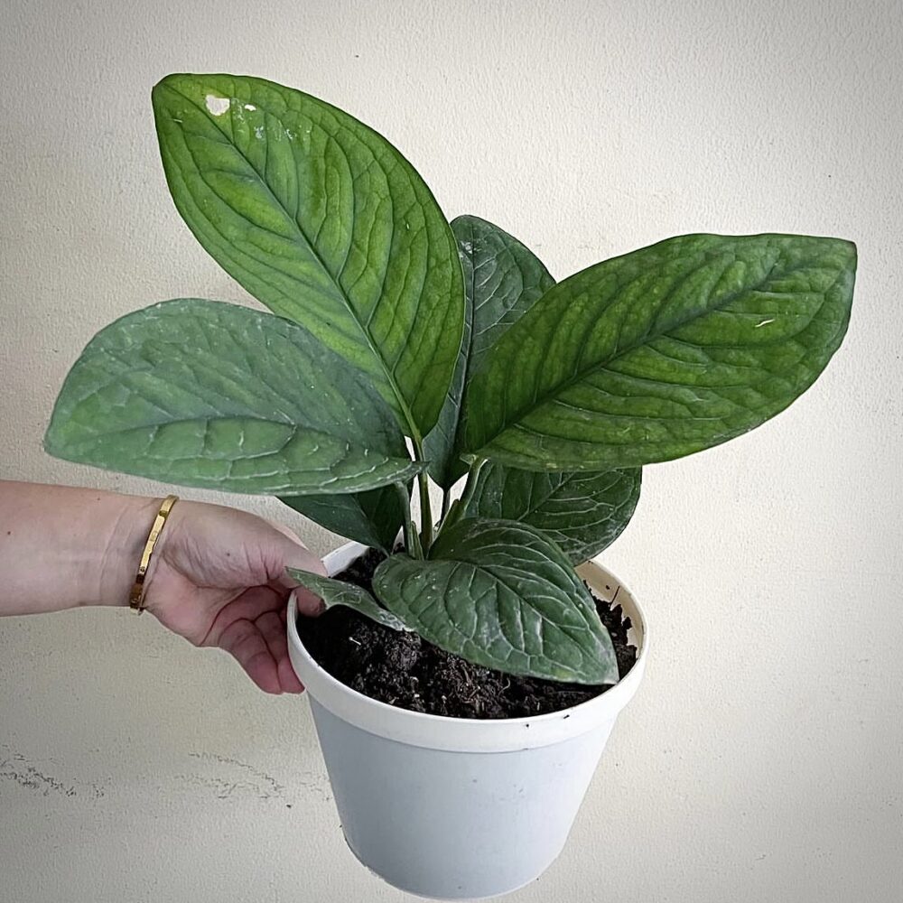 Anthurium jenmanii: Ultimate Care Guide for Your Unique Houseplant
