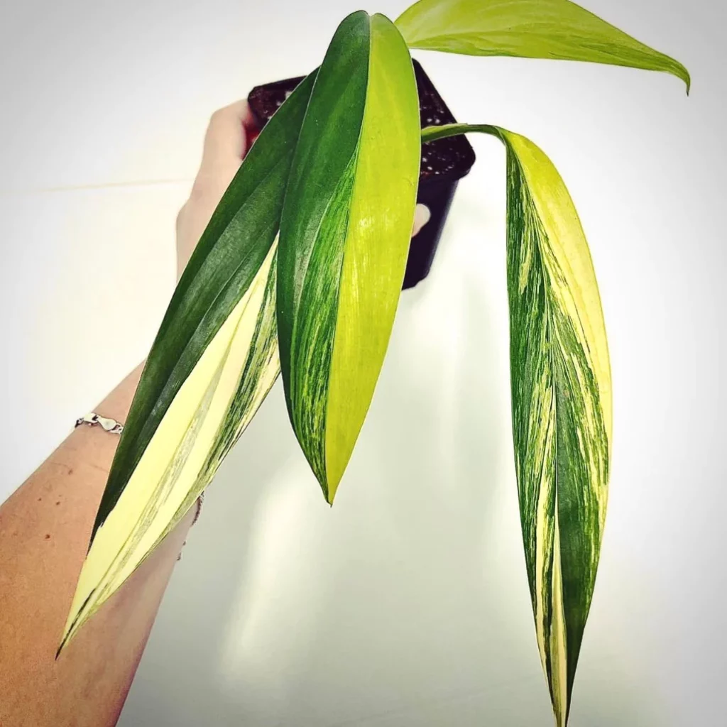 Growing Epipremnum Amplissimum Variegated: Essential Tips