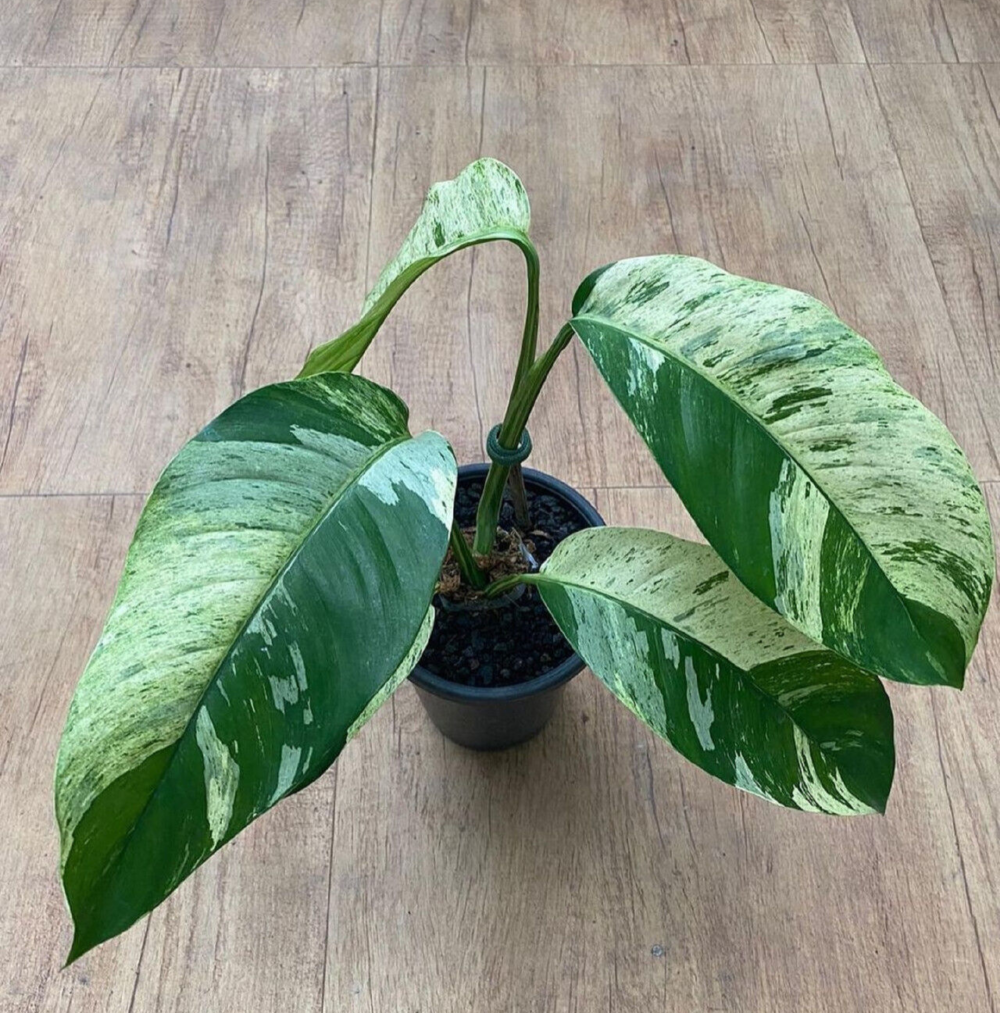 Mastering Epipremnum Giganteum Variegated Care: Tips and Tricks