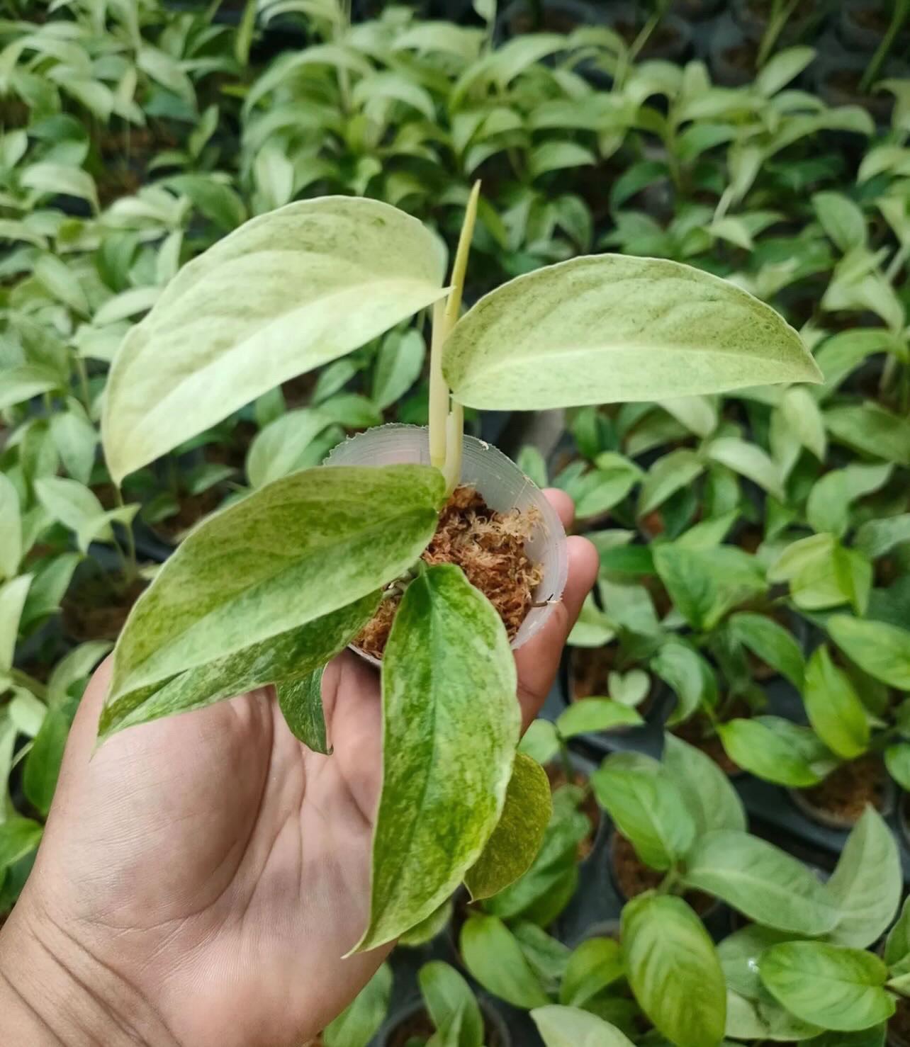 Monstera Laniata Variegated 6" pot rare plant - Greenboog