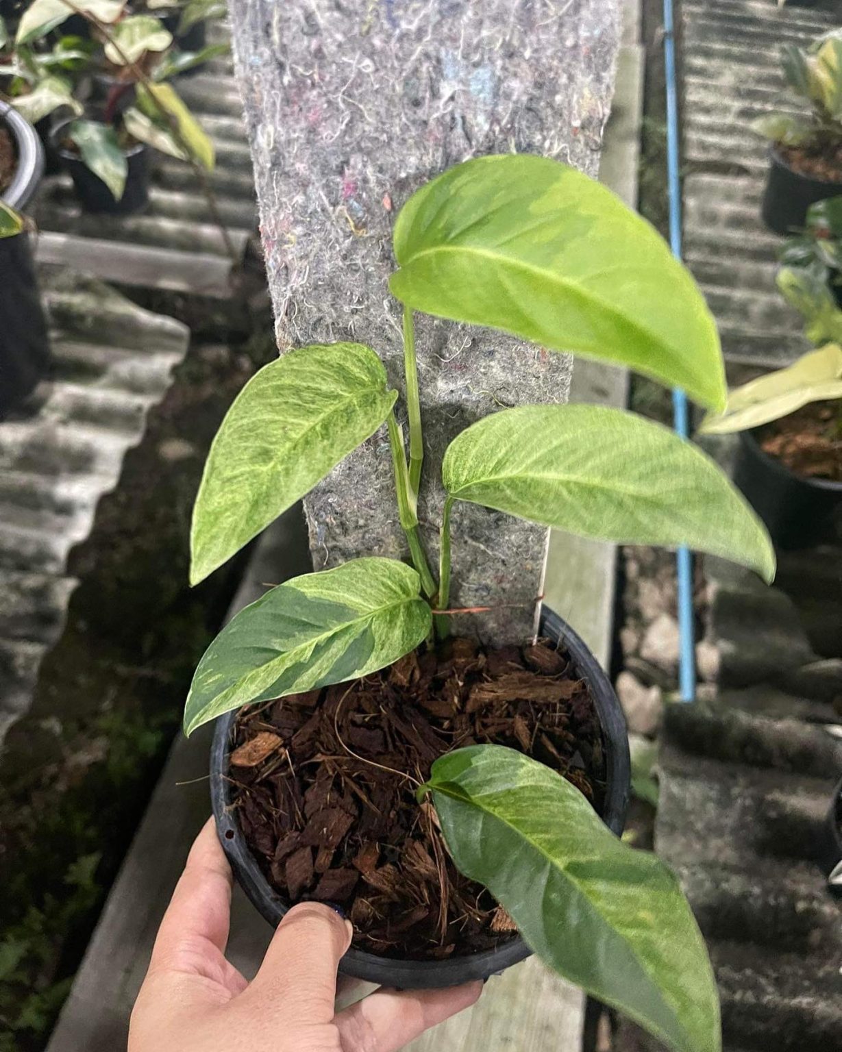 Monstera Laniata Variegated 6" (3-4 Leaves) | Rare Monstera Greenboog