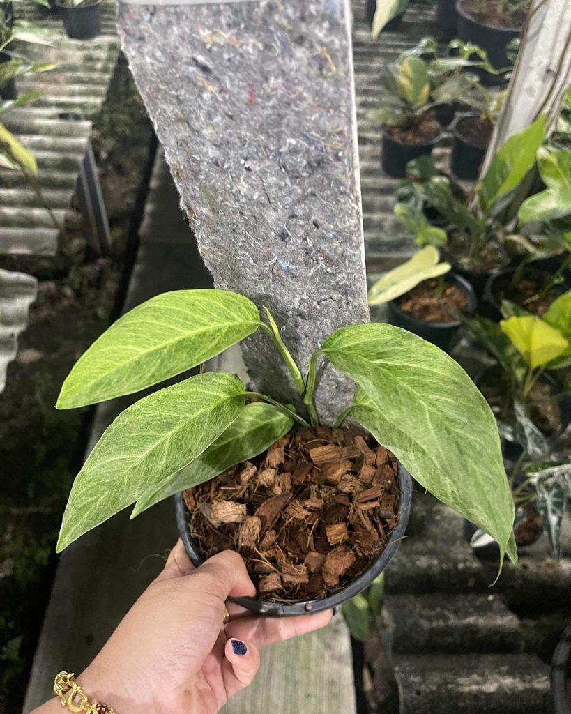 Monstera Laniata Variegated 6" (3-4 Leaves) | Rare Monstera Greenboog